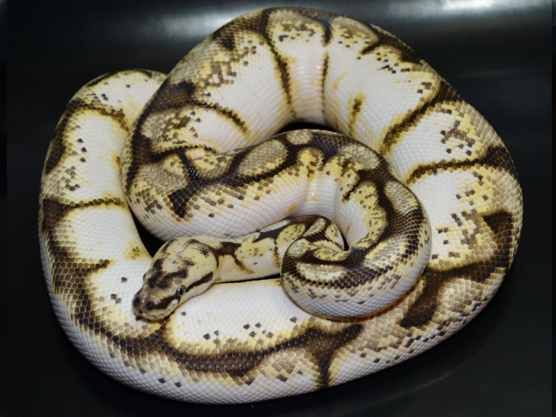 Ball Python Morphs Chart